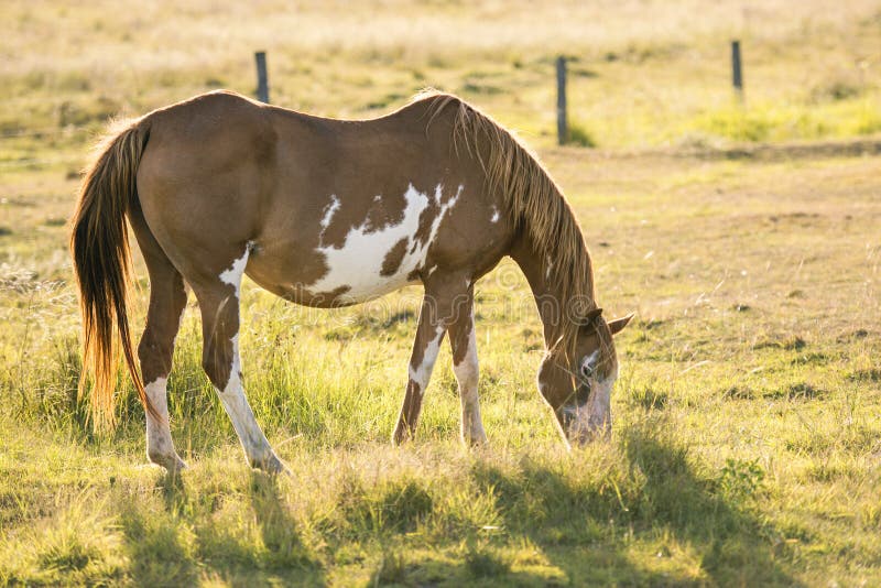 Single horse stock image. Image of brisbane, focus, grass - 64860161