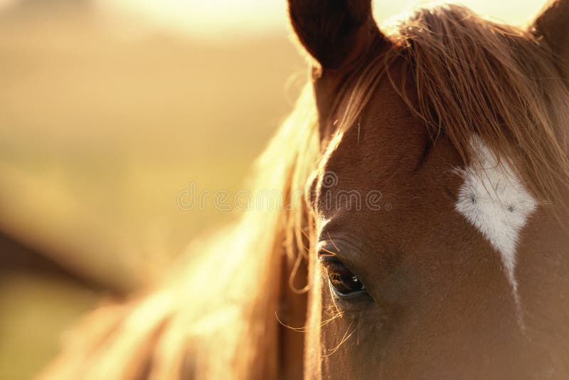 Single horse stock image. Image of horse, strength, outdoors - 64860251