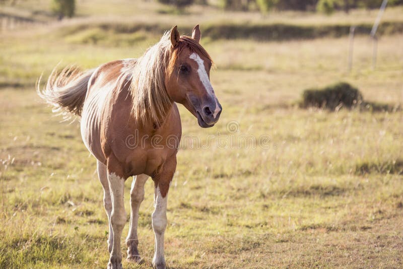 Single horse stock image. Image of hair, head, breed - 64860315