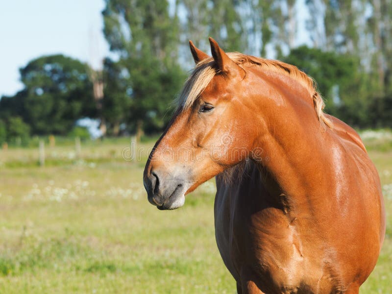 Single Horse in Paddock stock photo. Image of ears, chestnut - 139167952