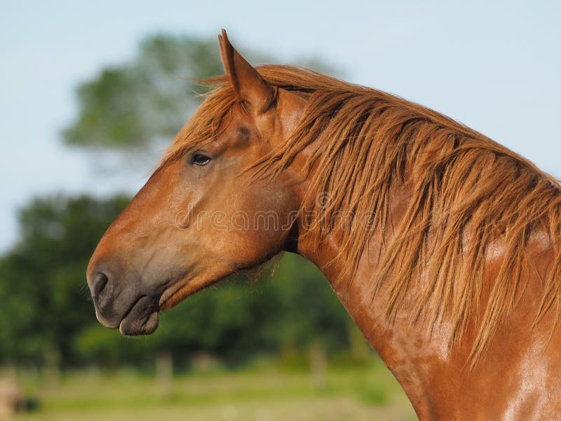 Single Horse in Paddock stock image. Image of alert - 139167979