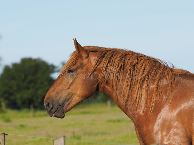 Single Horse in Paddock stock image. Image of eyes, field - 139167999