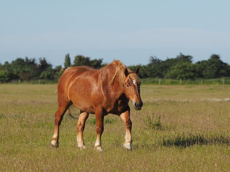 Single Horse in Paddock stock image. Image of horse - 139168011