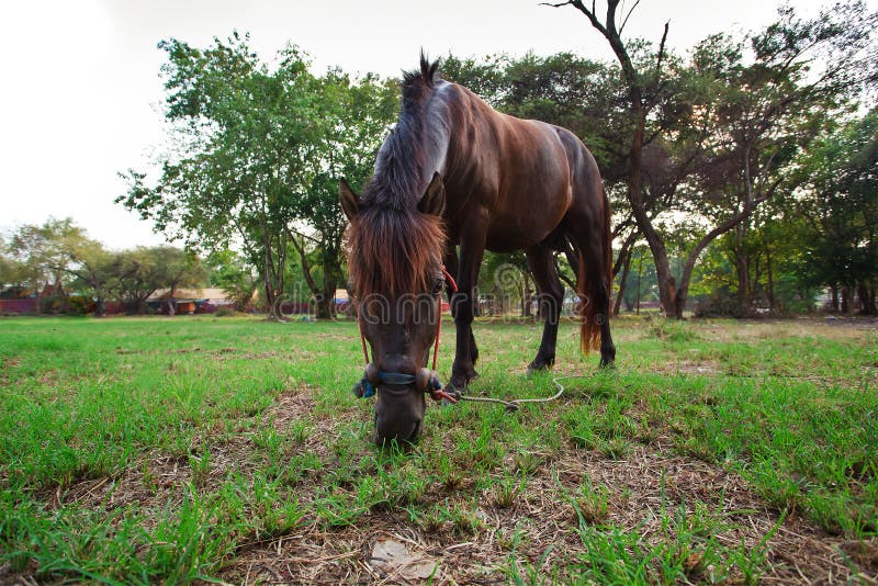 Single horse s in a farm stock photo. Image of nature - 26654822