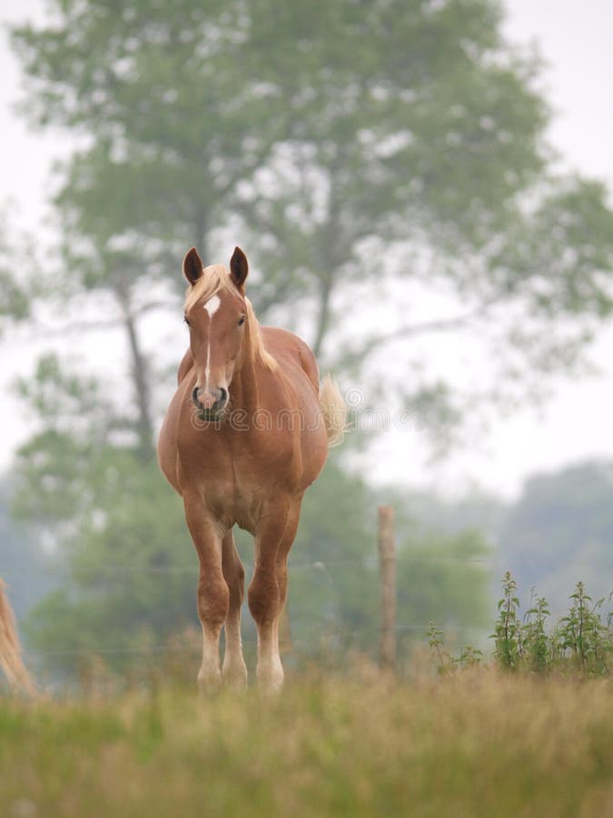 Single Horse in Spring Paddock Stock Photo - Image of equine, liberty ...
