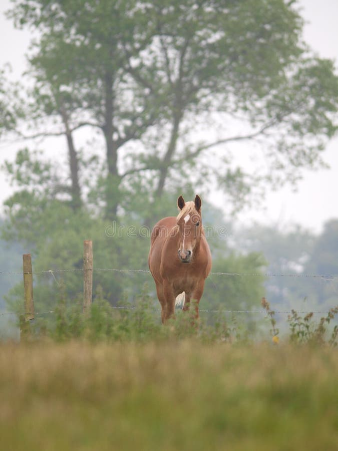 Single Horse in Spring Paddock Stock Image - Image of pasture ...