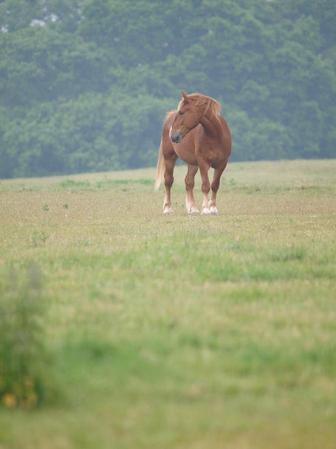 Single Horse Head Shot stock photo. Image of mane, riding - 111647278
