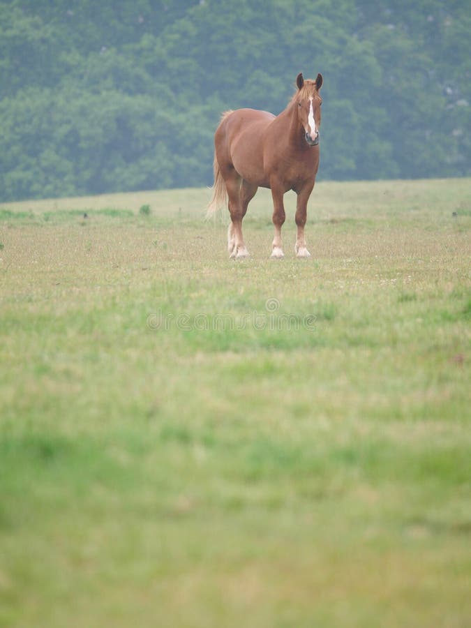 Single Horse Head Shot stock photo. Image of mane, riding - 111647278