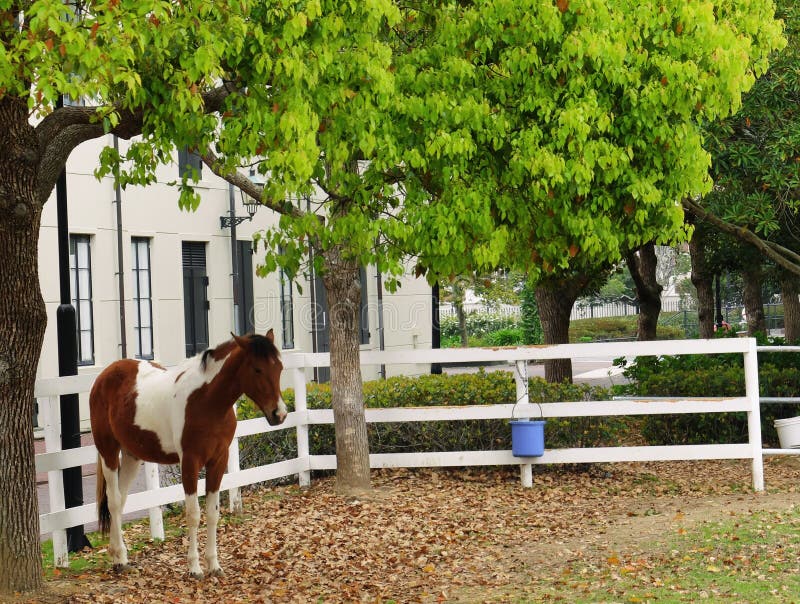 Single Horse Stand Under the Big Tree at Dawn Stock Photo - Image of ...