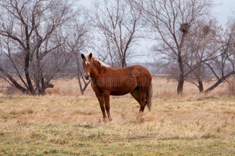 Single Horse Standing in Amongst Bracken and Tall Grass Stock Photo ...