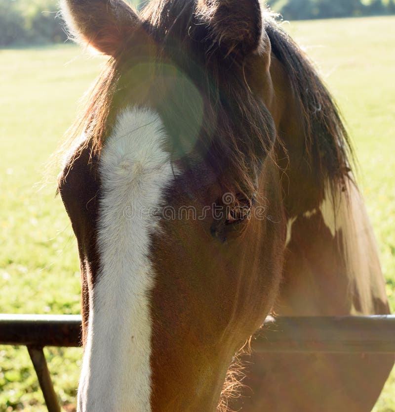 Single Horse in the Sunshine Stock Image - Image of icon, horse: 94603983