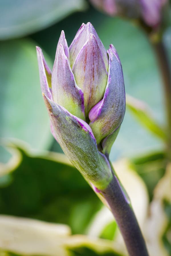 Single Hosta Bud with a Background of Foliage Stock Photo - Image of ...