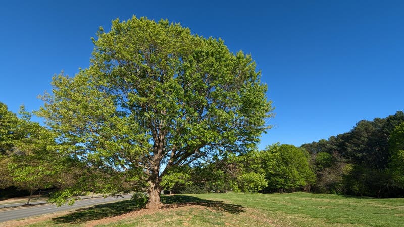 Single Huge Oak Tree in a Park with Blue Sky Stock Photo - Image of ...