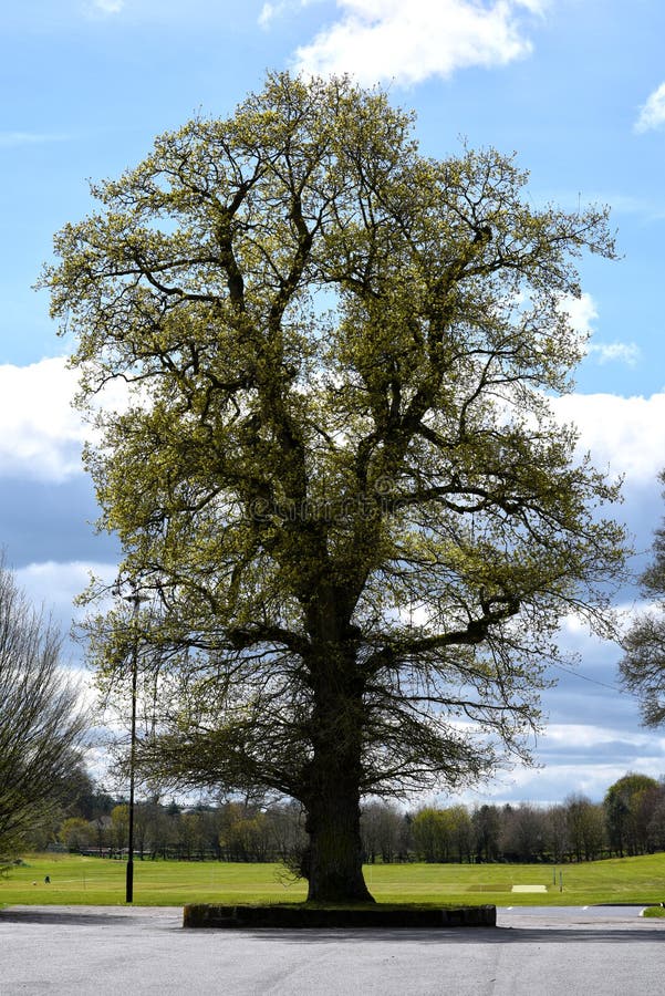 Single Huge Tree in the Park Stock Photo - Image of view, blue: 110561712