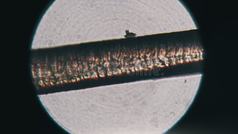 Dog Hair Microscope