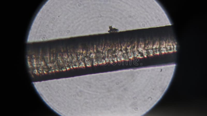 Single Human Hair Under a Microscope Magnification Stock Footage ...