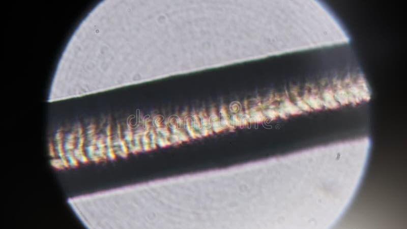 Single Human Hair Under a Microscope Magnification Stock Video - Video ...