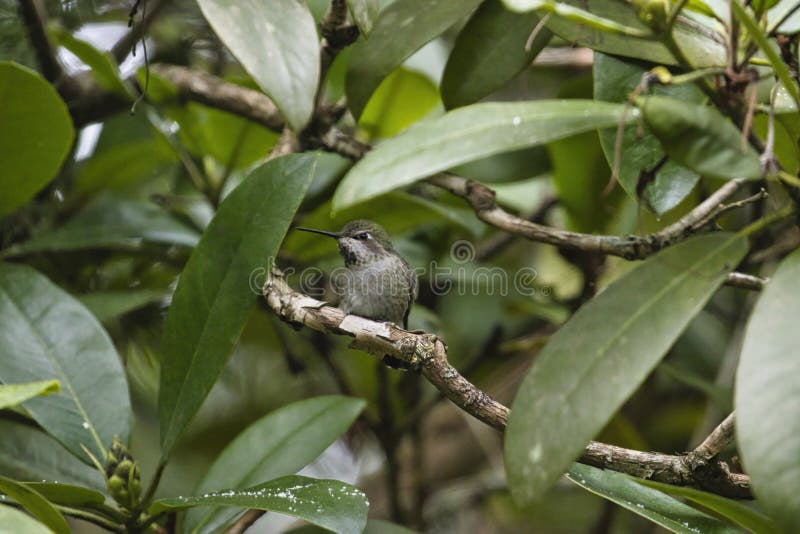 A Single Hummingbird Sitting on a Rhododendron Branch Stock Image ...