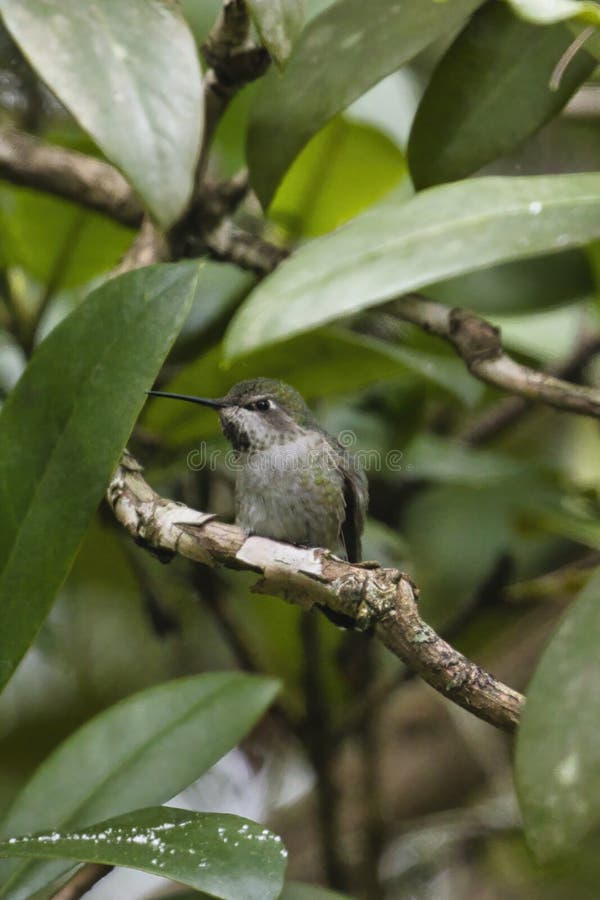 Single Hummingbird Sitting in a Rhododendron Tree Stock Photo - Image ...