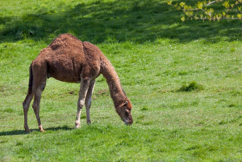 Single Hump Camel stock photo. Image of desert, camel - 137773158