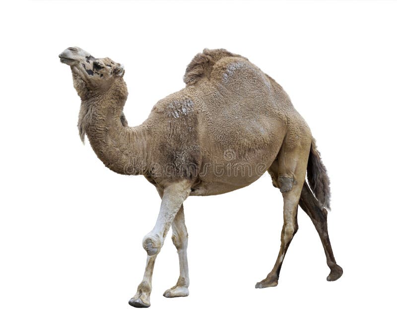 Bactrian Camel. Isolated on White Stock Photo - Image of farm ...