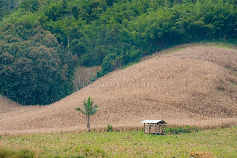 A Single Hut Stands Alone in the Field Stock Photo - Image of nature ...