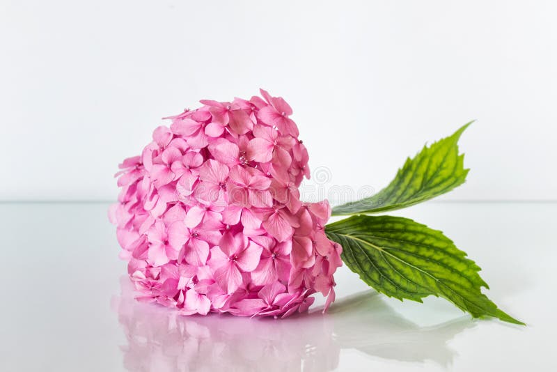 Single Hydrangea Flower Branch on Glossy White Surface Stock Photo ...