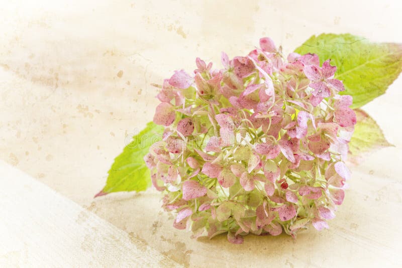 Single Hydrangea Flower on Grunge Background Stock Image - Image of ...