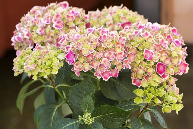 Single Hydrangea flower stock image. Image of hortensia - 53178937