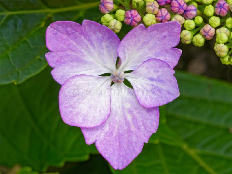 Single Hydrangea Flower with Buds and Foliage Stock Image - Image of ...