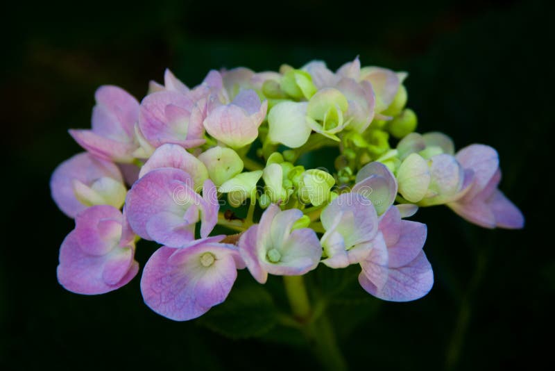 Single Hydrangea Flower Sprouting Stock Photo - Image of petal, flower ...