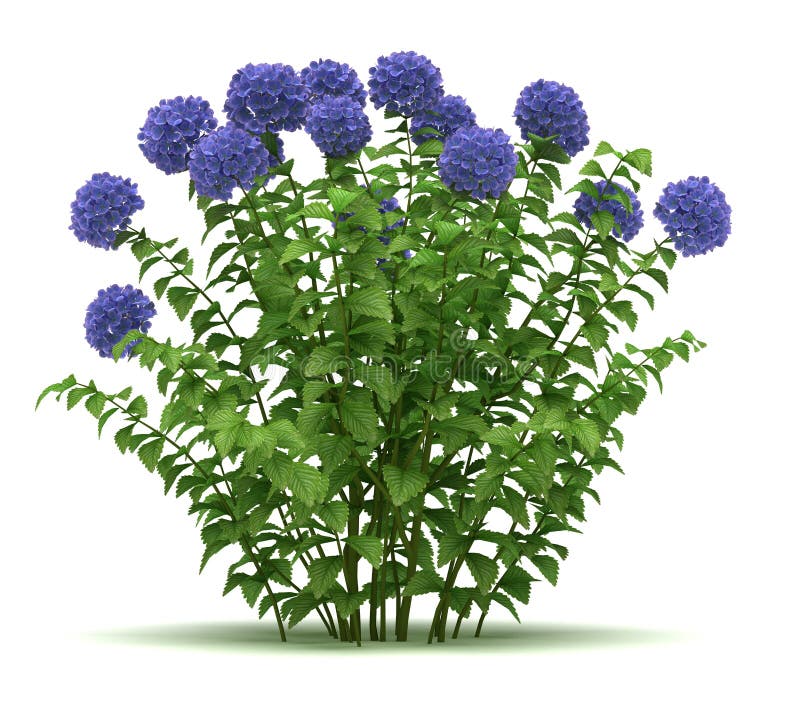 Single Hydrangea stock illustration. Illustration of element - 135831691