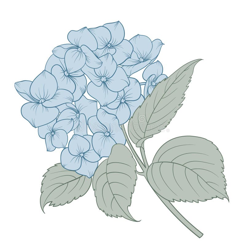 Single Hydrangeas Stock Illustrations – 99 Single Hydrangeas Stock ...