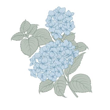 Single Hydrangeas Stock Illustrations – 99 Single Hydrangeas Stock ...