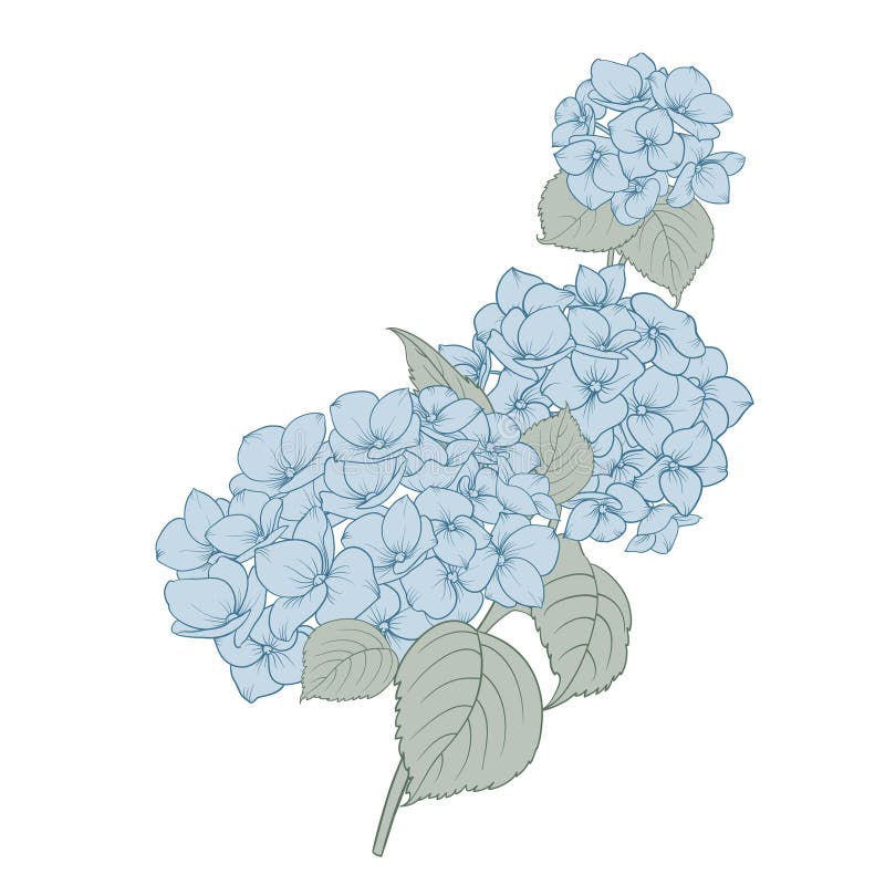 Single Hydrangeas Stock Illustrations – 99 Single Hydrangeas Stock ...
