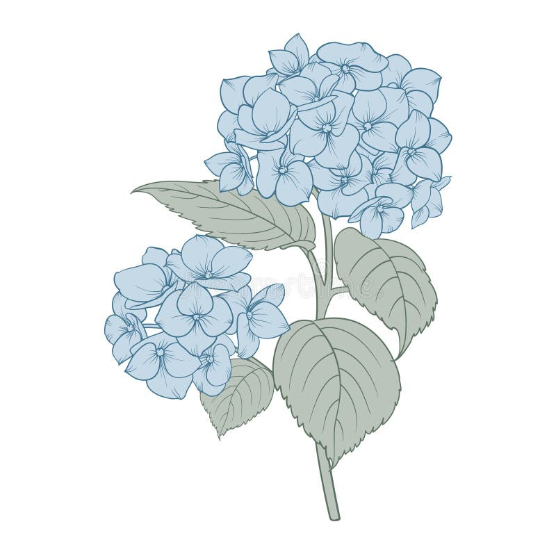 Single Hydrangeas Stock Illustrations – 76 Single Hydrangeas Stock ...