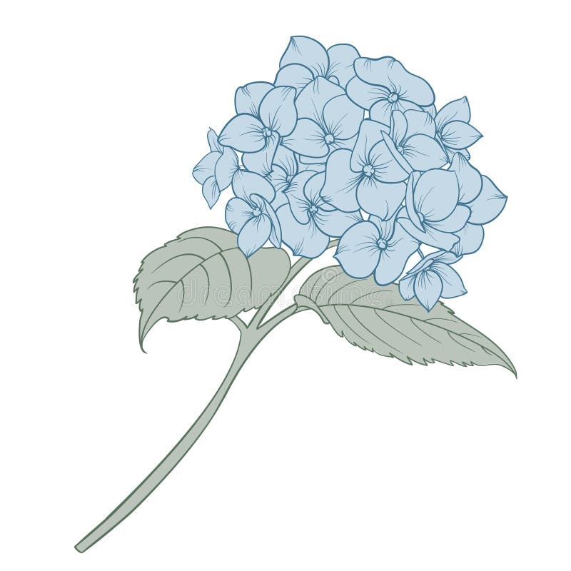 Single Hydrangeas Stock Illustrations – 99 Single Hydrangeas Stock ...