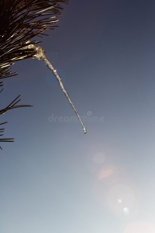 Single Icicle on a Pine Tree Melting in the Sun Stock Image - Image of ...