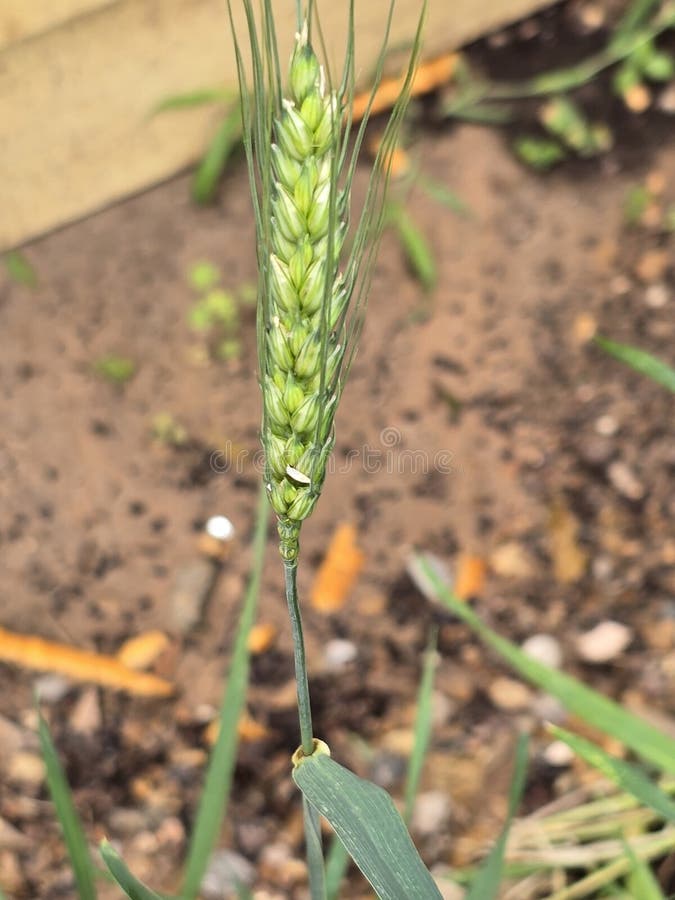 A Single Immature Head of Wheat Stock Photo - Image of grass, immature ...