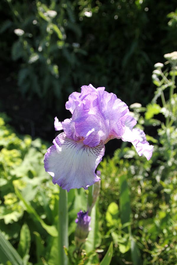 Single Iris Lily in White Vase on White Background Stock Image - Image ...