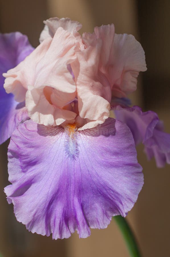Single Iris Stock Images - Download 4,753 Royalty Free Photos