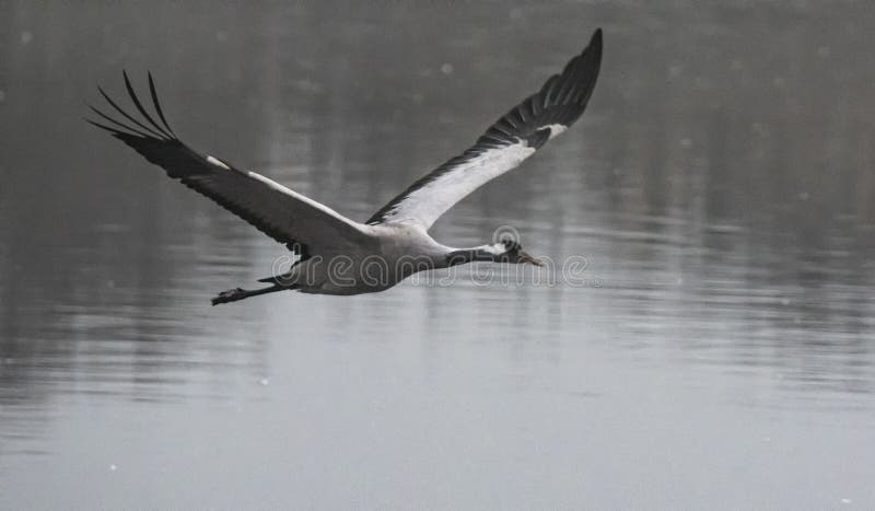 A Single Isolated Common Crane Bird Flying, Stock Photo - Image of ...