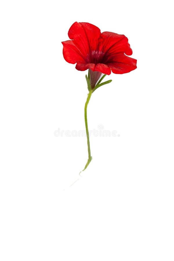 Single Isolated Flower, Red Bell Stock Image - Image of isolated ...