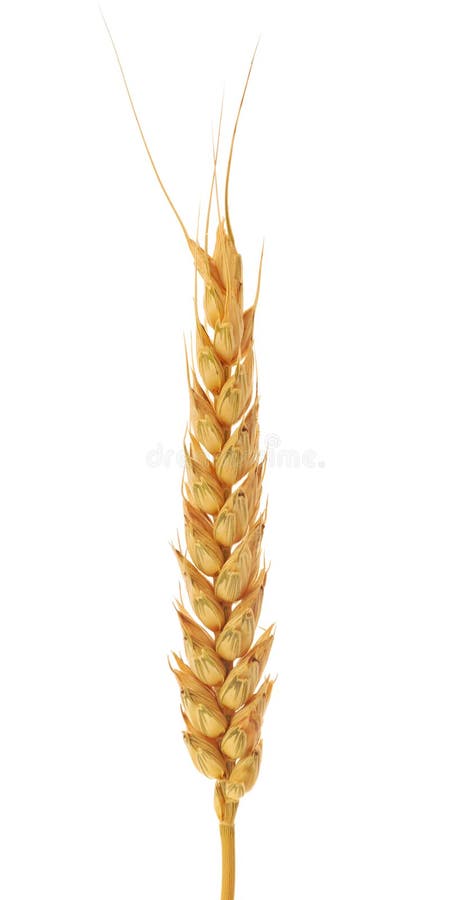 Single Wheat Plant