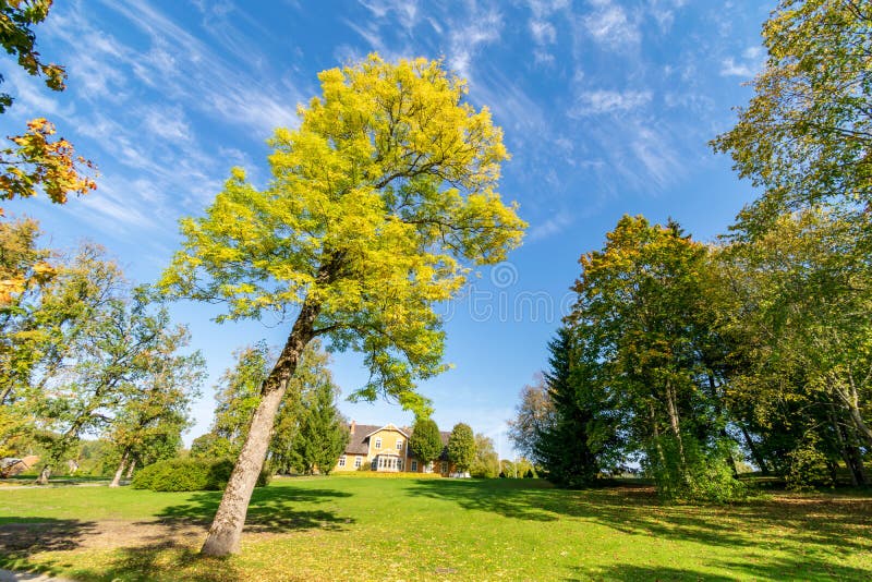 Single Isolated Large Big Tree in Nature Stock Image - Image of winter ...