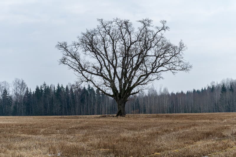 Single Isolated Large Big Tree in Nature Stock Image - Image of winter ...