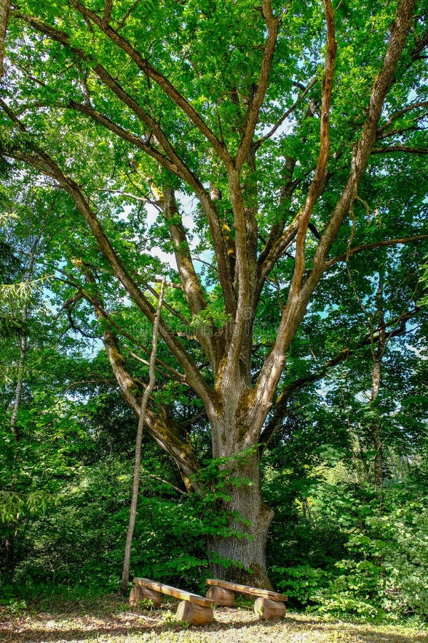 Single Isolated Large Big Tree in Nature Stock Image - Image of tree ...