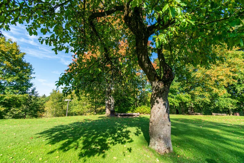 Single Isolated Large Big Tree in Nature Stock Photo - Image of ...