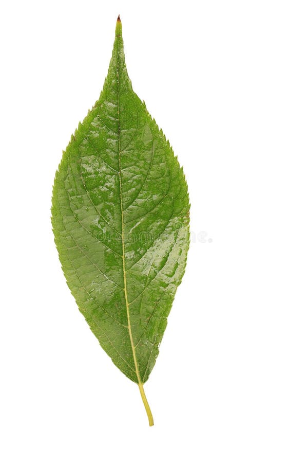 Green Leaf of Sakhalin Spindle Tree Isolated on White Stock Image ...