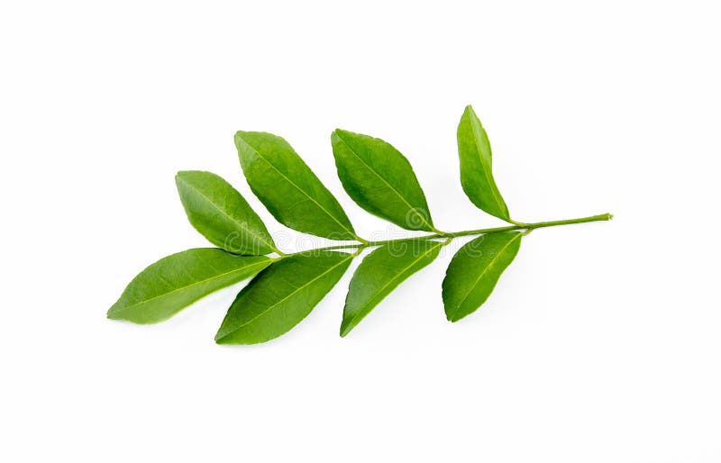 Single isolated leaf stock photo. Image of environment - 63660020